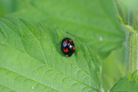 Viervleklieveheersbeestje (Brumus quadripustulatus) | Project Noah