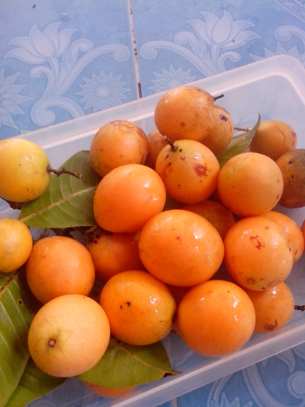 Buah kundang sebenar