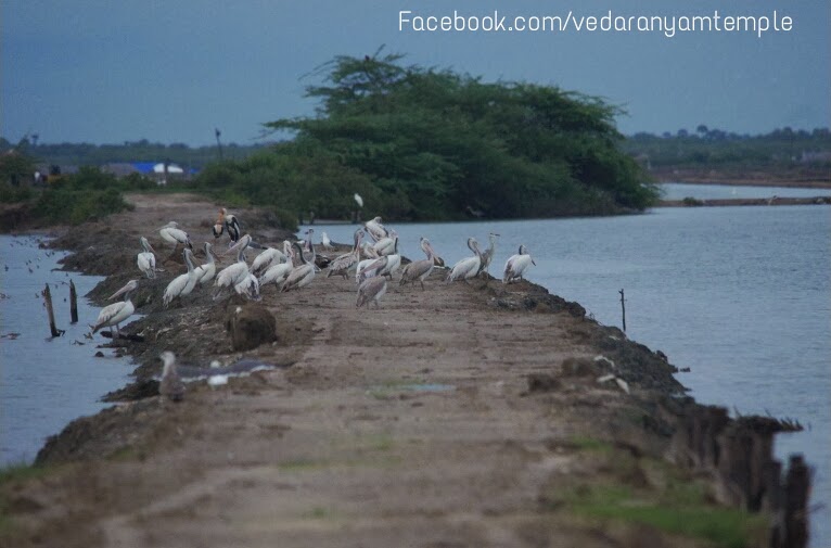 vedaranyam temple: Kodikkarai paravaigal saranalayam