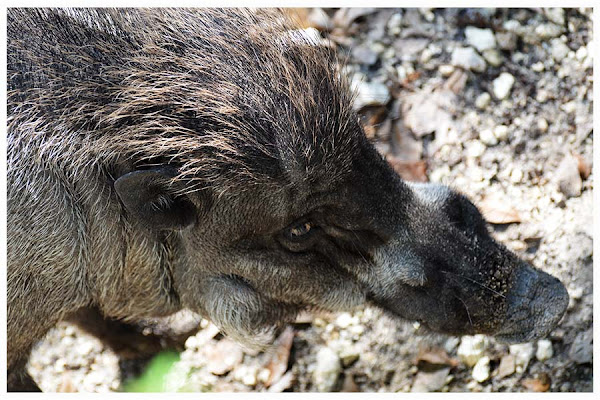 Wild boar | Project Noah