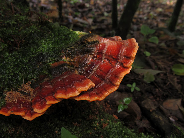 Fungi red | Project Noah
