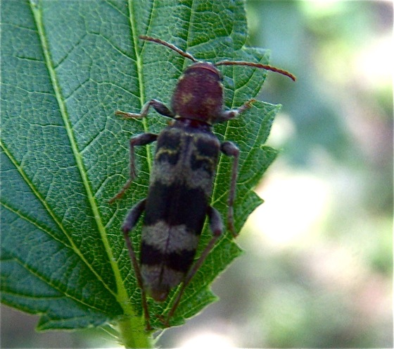 Rustic Borer | Project Noah