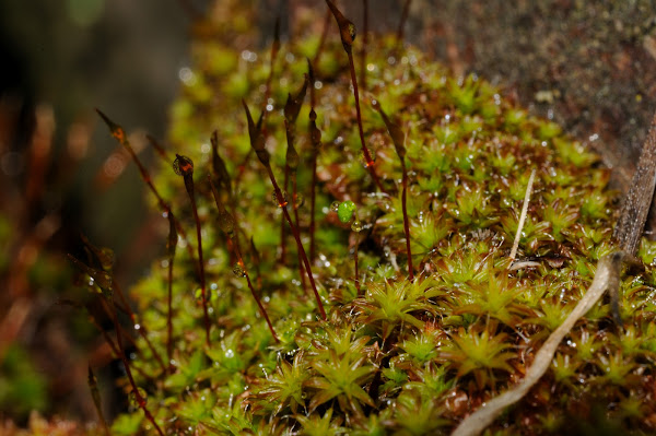 Syntrichia ruralis | Project Noah