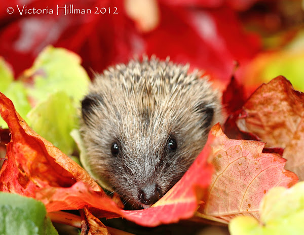 European Hedgehog | Project Noah