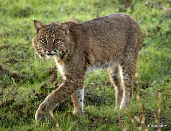 Bobcat | Project Noah