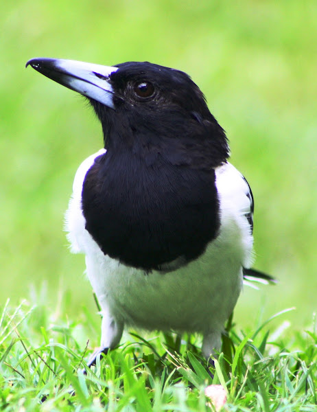 Pied Butcherbird | Project Noah