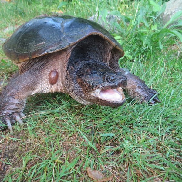 Turtles and Tortoises of New England | Project Noah