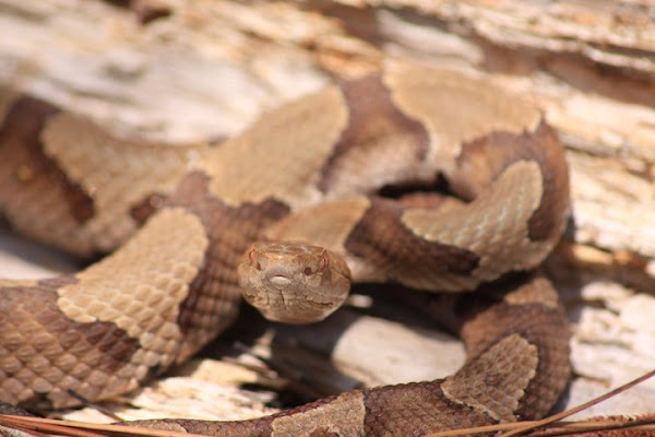 Copperhead | Project Noah