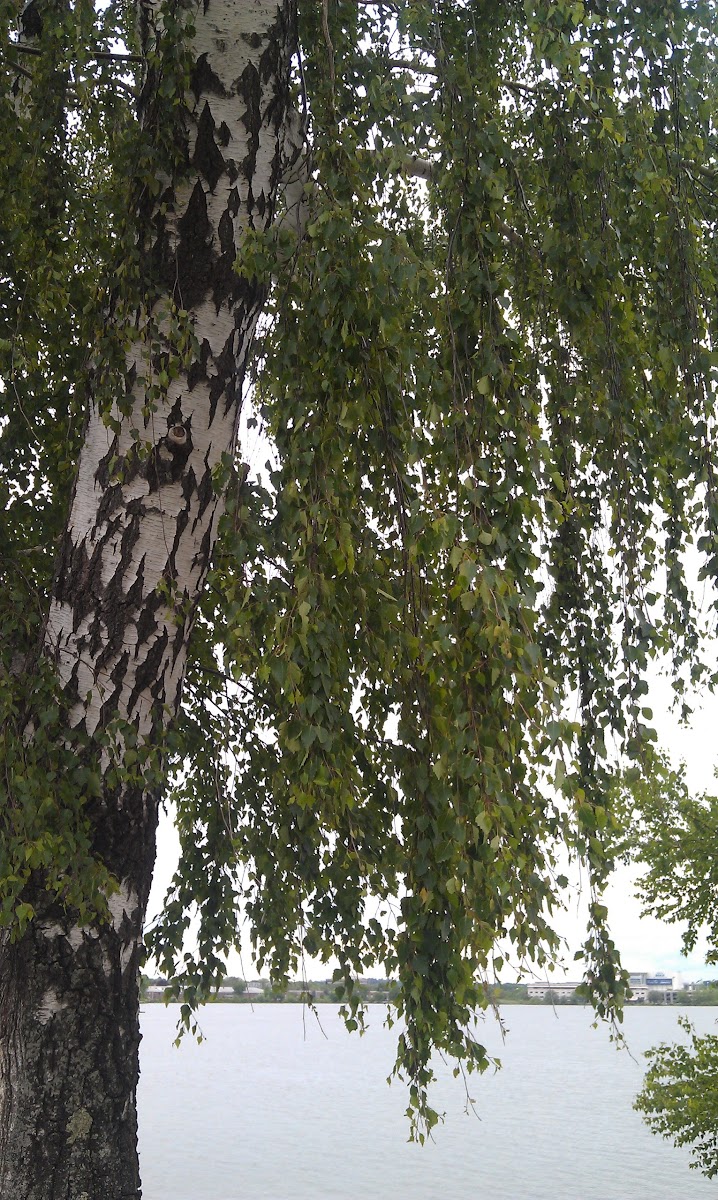 European White Birch | Project Noah