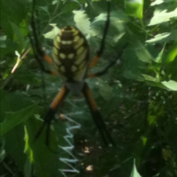 Banana spider | Project Noah