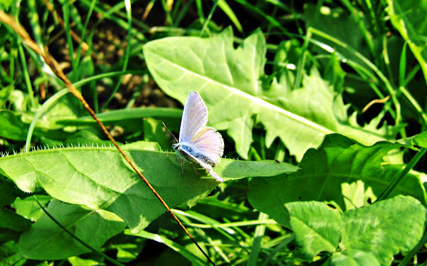 Common blue/Navadni modrin | Project Noah