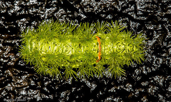 Limacodidae Moth Early Stages | Project Noah