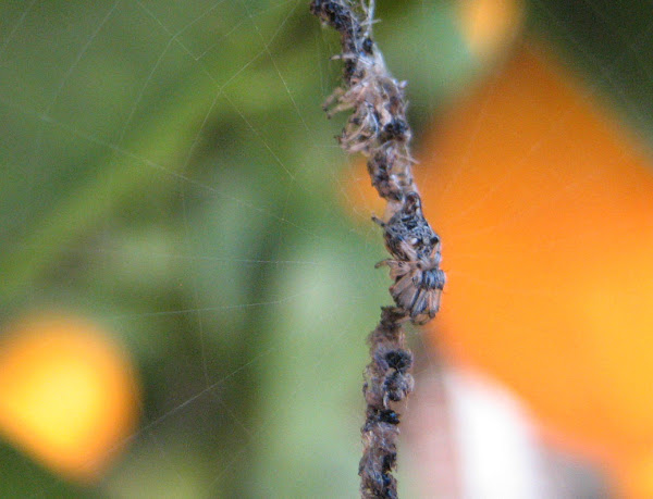 Trashline Spider | Project Noah