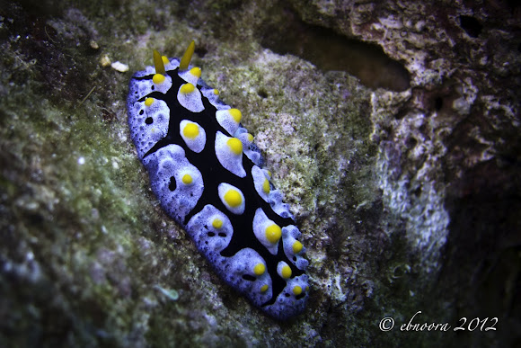 Black-rayed Phyllidia | Project Noah