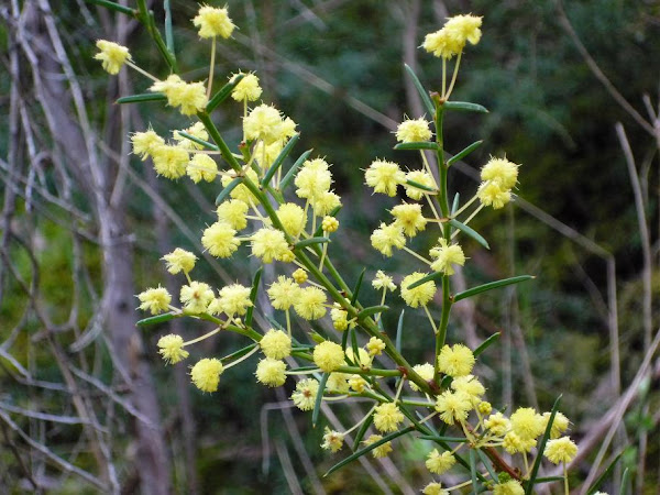 Spreading Wattle (Acacia genistifolia) | Project Noah