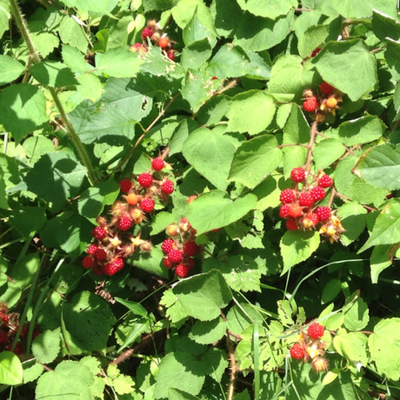 Red Raspberry | Project Noah