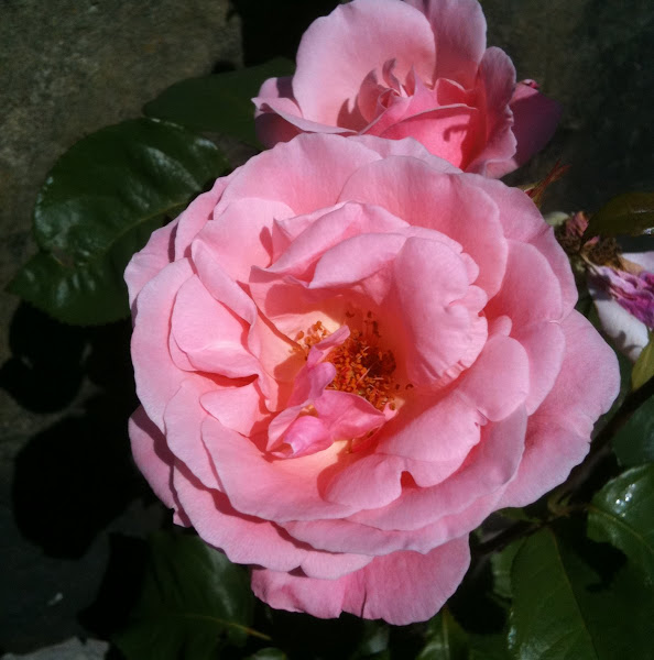 Rose | Project Noah