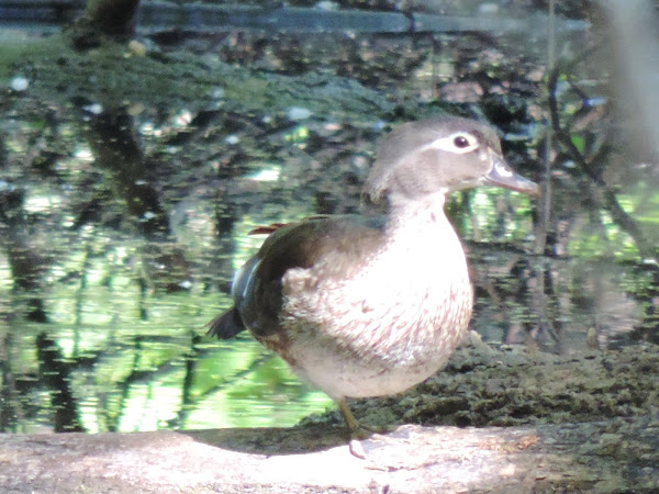 Wood Duck (pair) | Project Noah