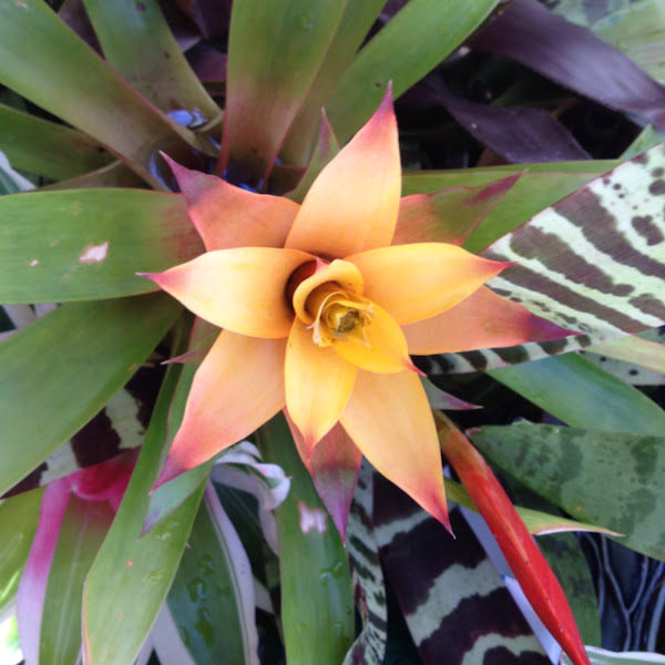 Bromeliad | Project Noah