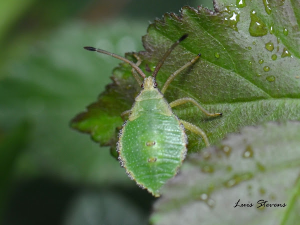 Shield bug Nymph | Project Noah