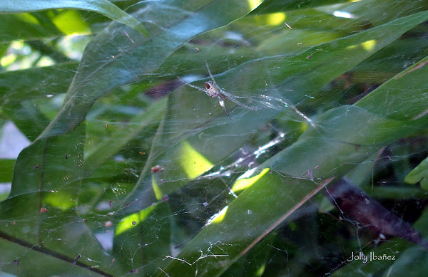 Tent Web Spider | Project Noah