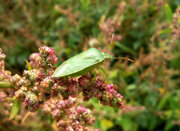 Chinche verde o chinche hedionda | Project Noah