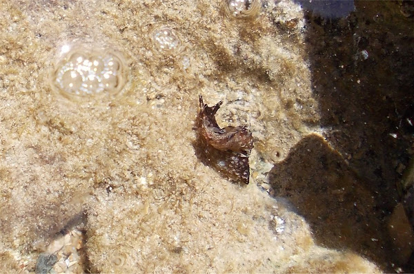 Dwarf sea hares mating | Project Noah