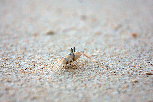 Ghost Crab | Project Noah