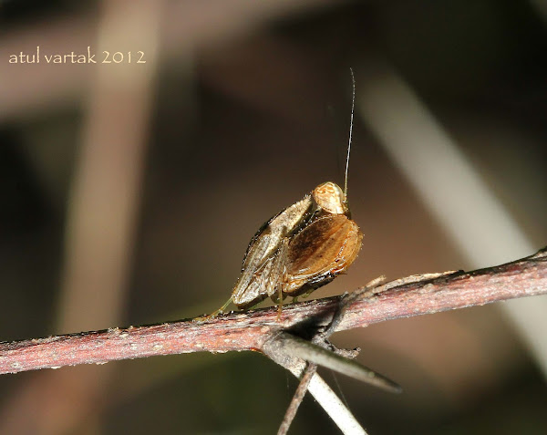 Indian Unicorn Boxer Mantis | Project Noah