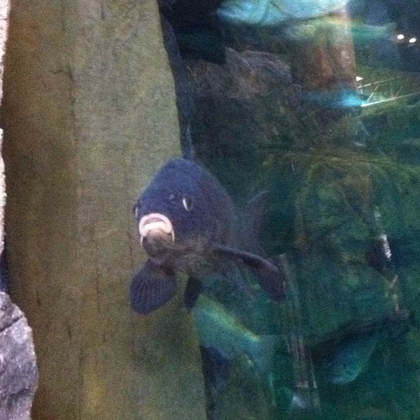 Common Carp | Project Noah