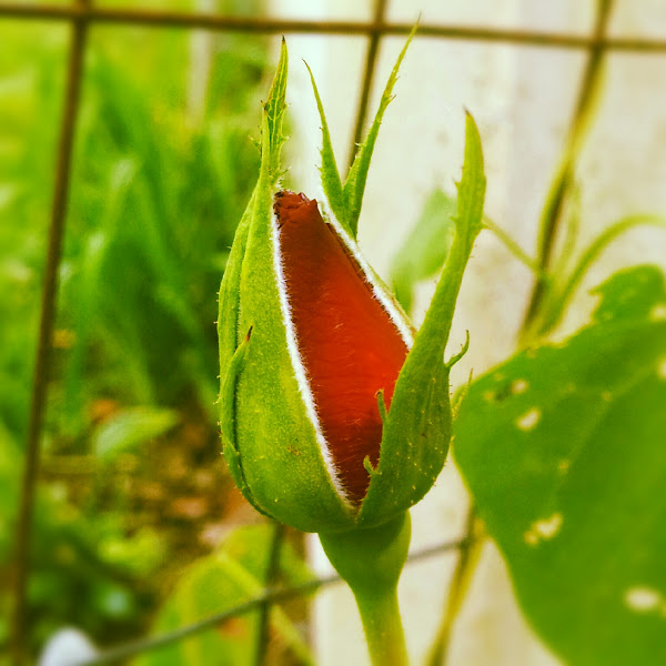 Heirloom red rose | Project Noah