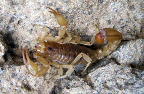 Scorpion | Project Noah