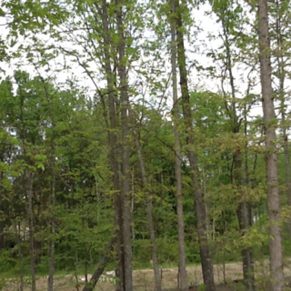 Mockernut hickory | Project Noah