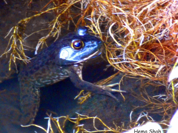 Blue Morph American Bull Frog | Project Noah