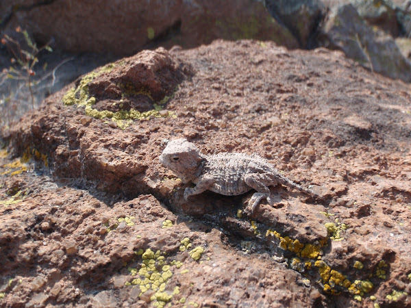 Horned lizards | Project Noah
