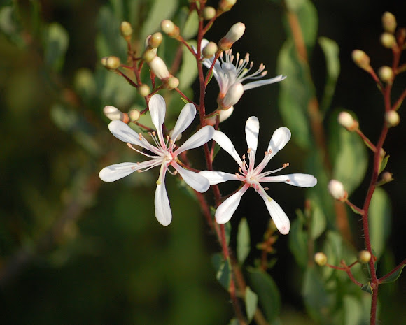 Tarflower | Project Noah