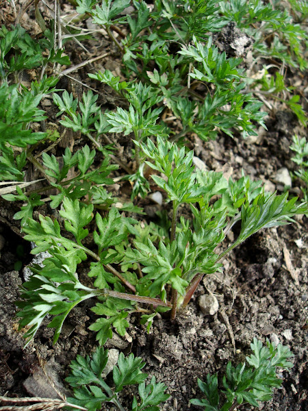 Mugwort / Divlji pelin | Project Noah