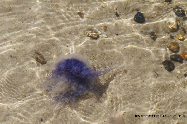 Blue Jellyfish | Project Noah