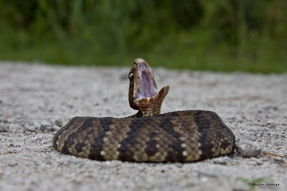 Eastern Water Moccasin/Cottonmouth | Project Noah