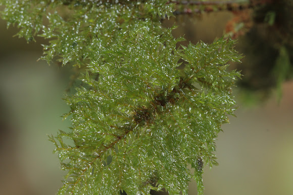 Dendroid Moss | Project Noah