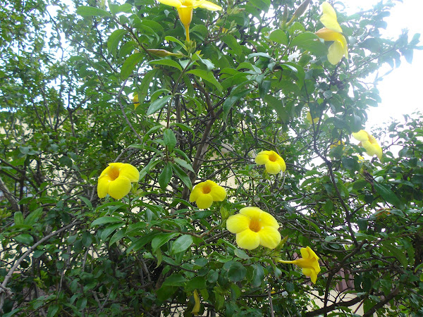 Alamanda | Project Noah