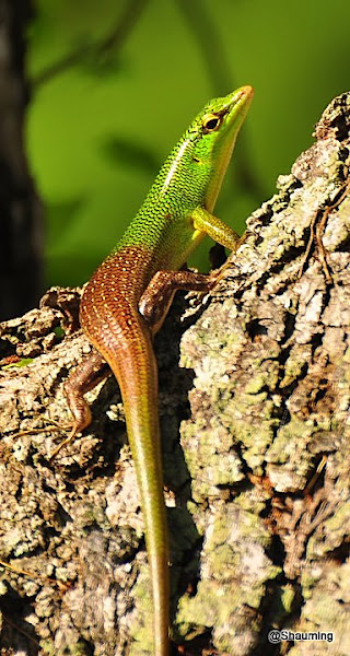 Emerald Tree Skink | Project Noah