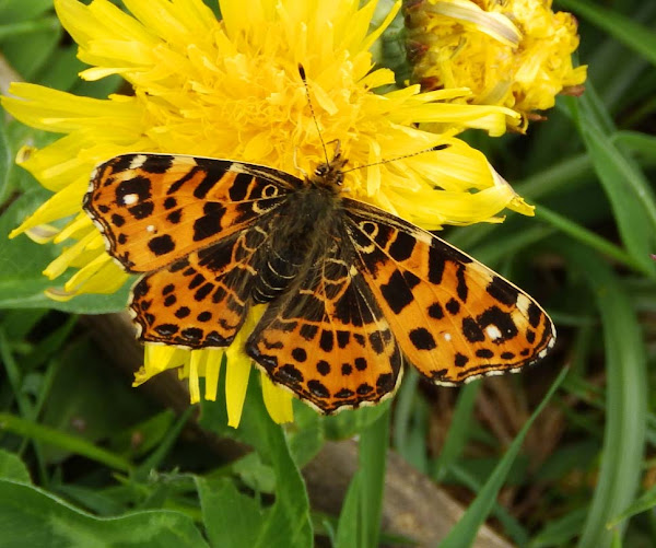 Map (butterfly)-First spring generation | Project Noah