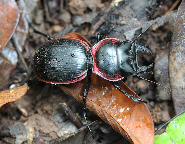 Red-bordered Ground Beetle | Project Noah