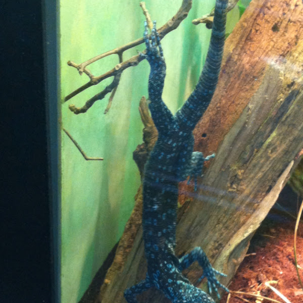 Blue-spotted tree monitor | Project Noah