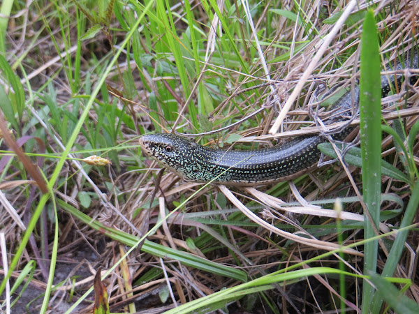 Eastern glass lizard | Project Noah