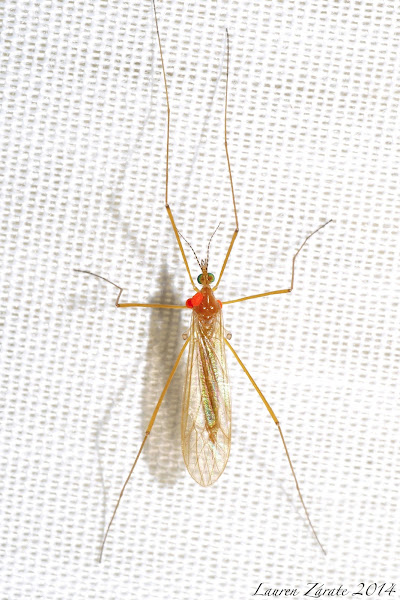 Crane Fly with Mites | Project Noah