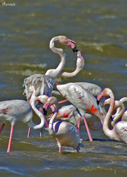 American Flamingo | Project Noah