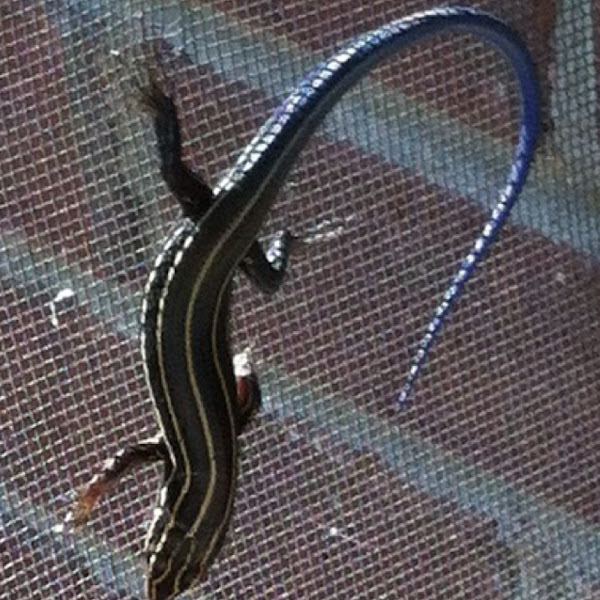 Southeastern Five-lined / Five-lined / Broadhead Skink | Project Noah