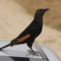 Birds of Israel | Project Noah
